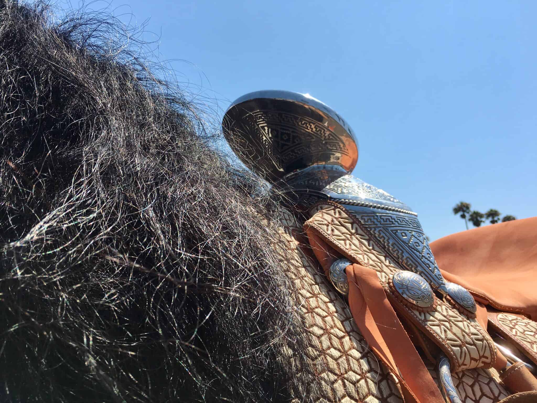 When Was The Horse Saddle Invented? - Shady Acres